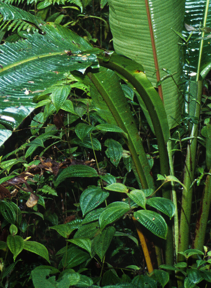 Ravenala New Species | Vertical Garden Patrick Blanc