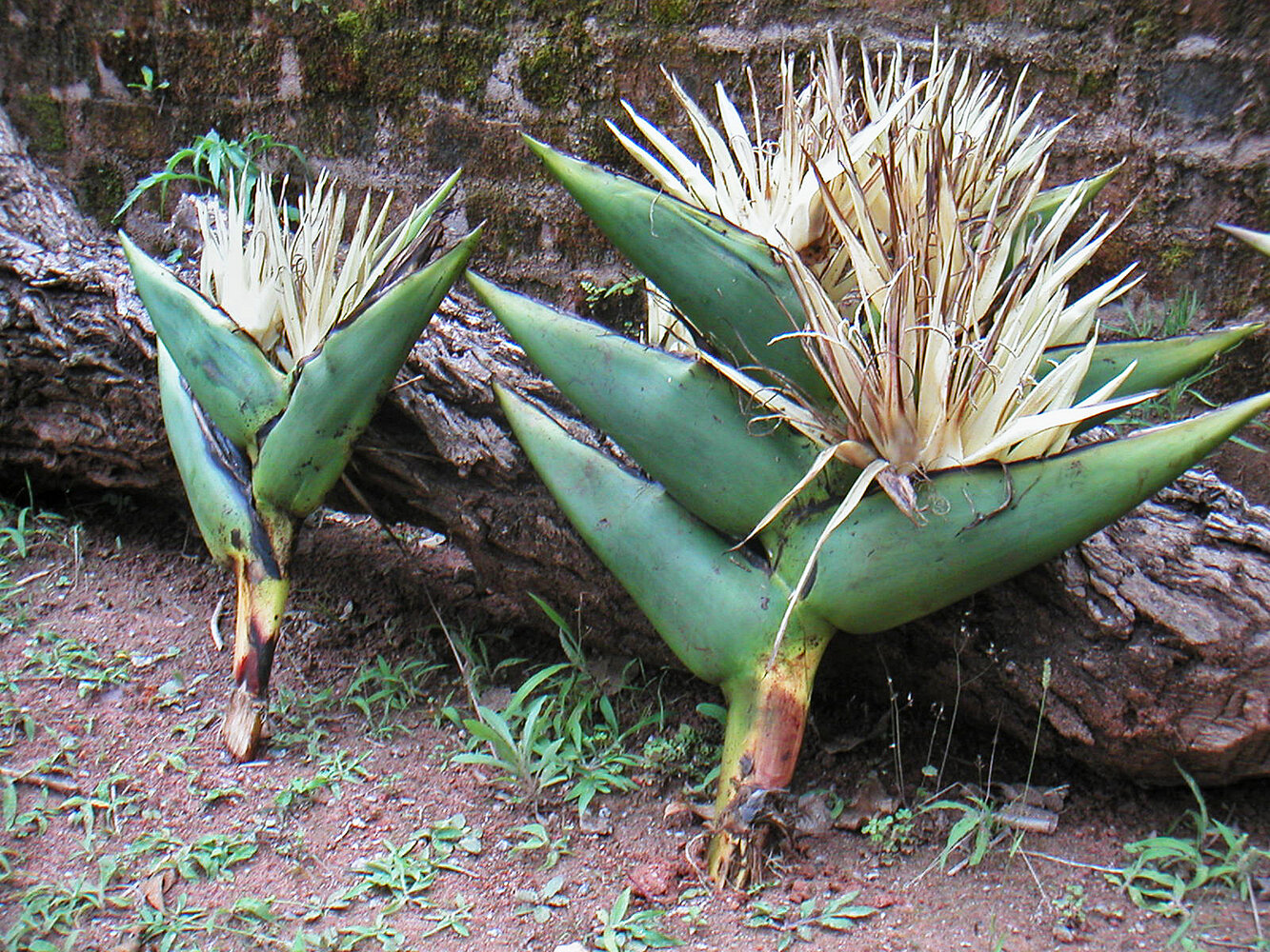 Ravenala New Species | Vertical Garden Patrick Blanc