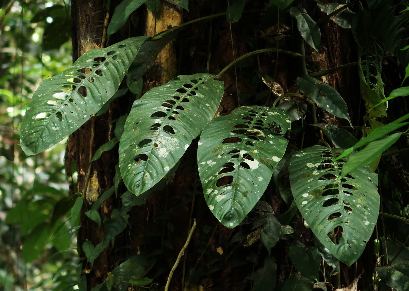 Forest Understory 2 | Page 12 | Vertical Garden Patrick Blanc