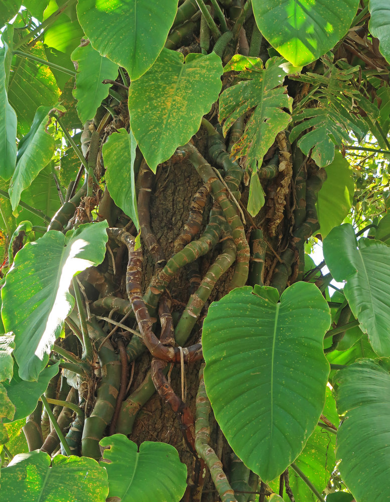 Forest Understory 2 | Page 11 | Vertical Garden Patrick Blanc