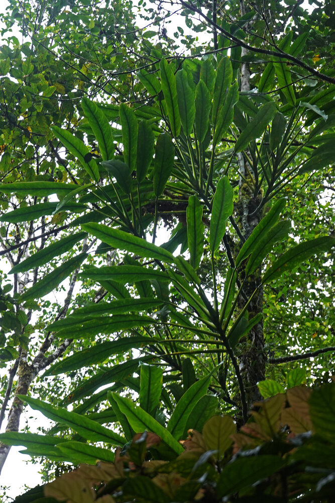 Forest Understory 7 | Vertical Garden Patrick Blanc