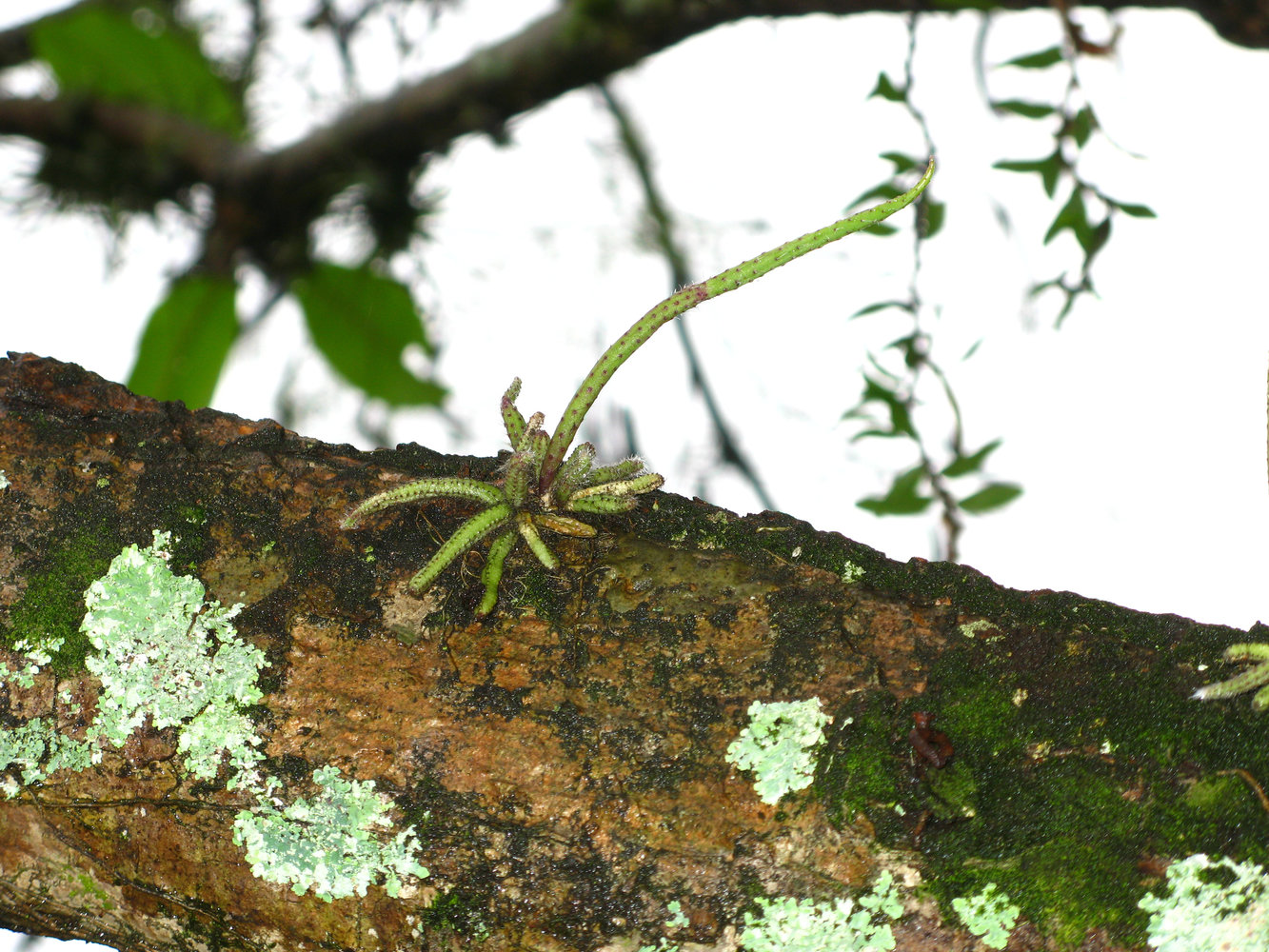 Epiphytes | Page 3 | Vertical Garden Patrick Blanc