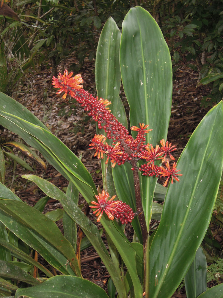 Forest Understory | Page 10 | Vertical Garden Patrick Blanc