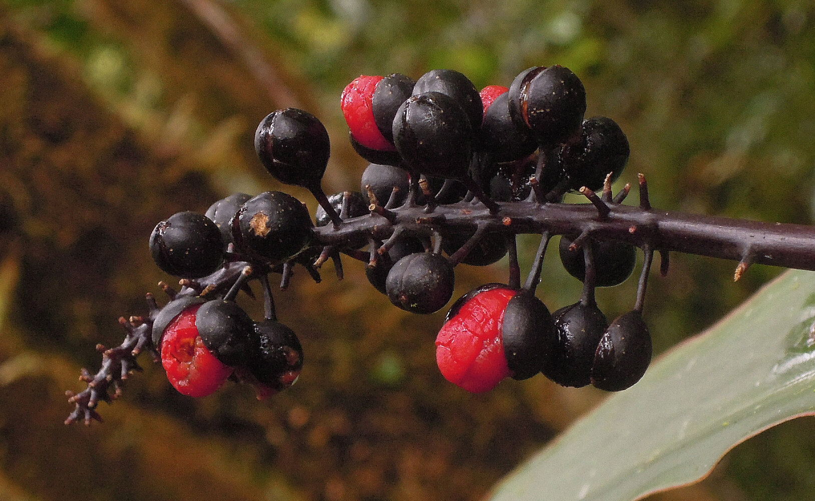 Fruits, Graines et Spores | Page 3 | Vertical Garden Patrick Blanc