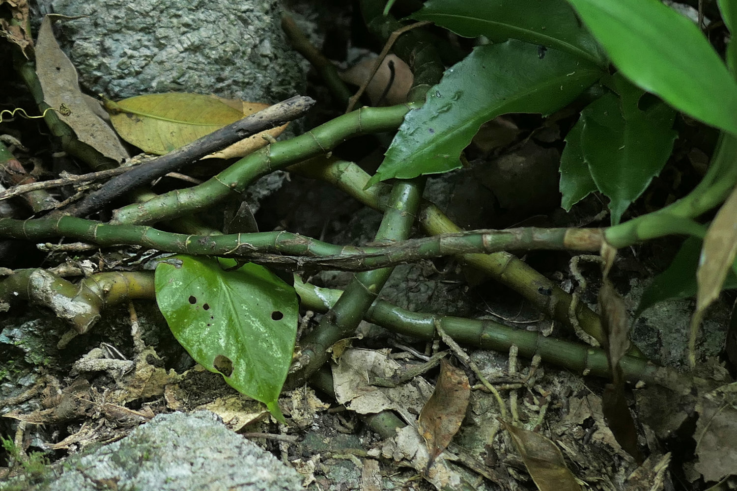 Forest Understory 2 | Page 4 | Vertical Garden Patrick Blanc