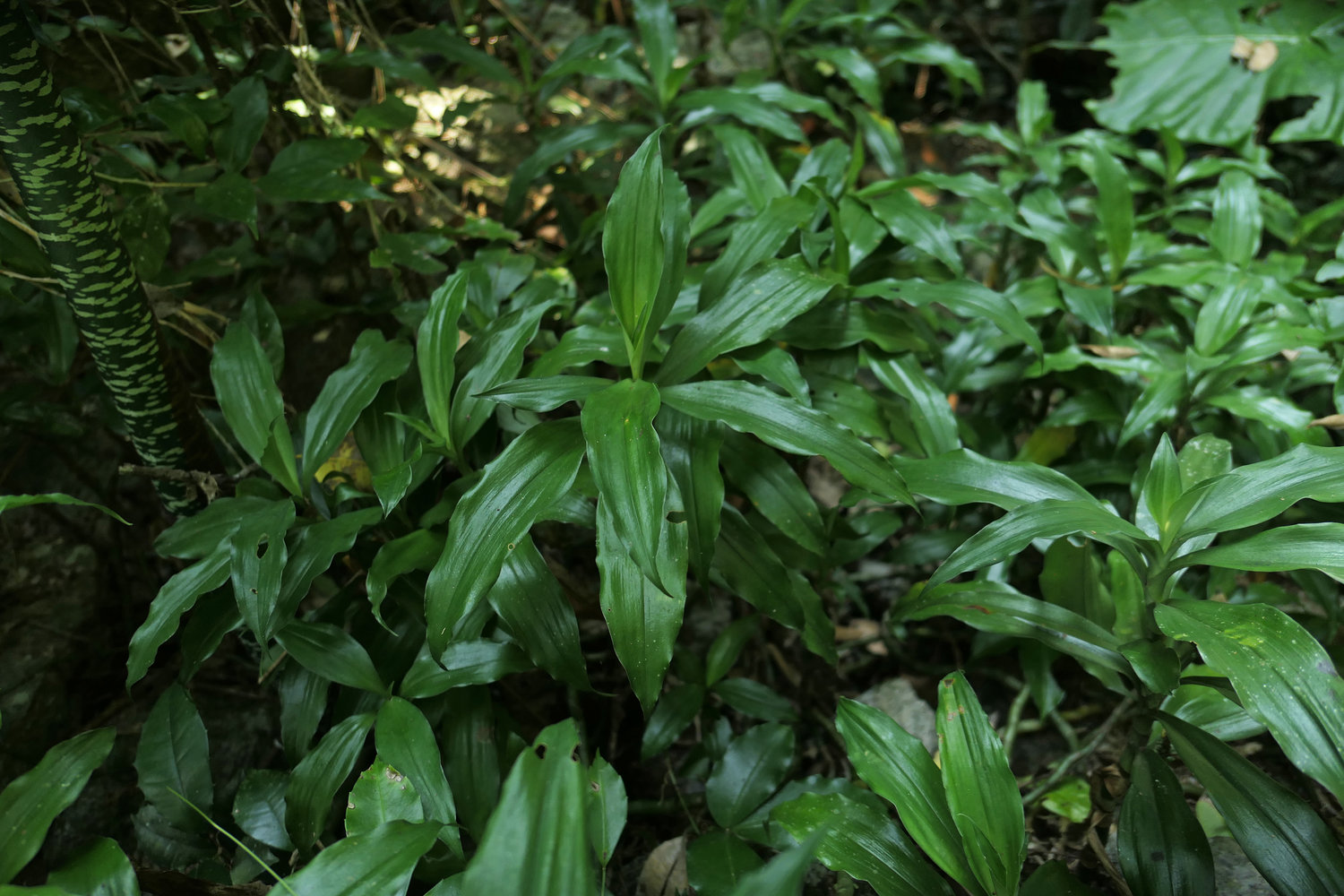 Forest Understory 2 | Page 4 | Vertical Garden Patrick Blanc
