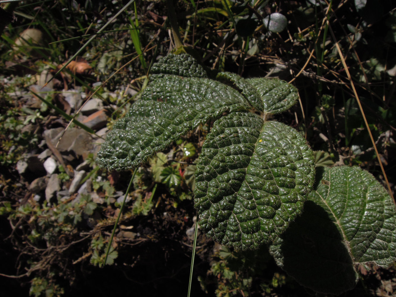 Flowers | Page 5 | Vertical Garden Patrick Blanc