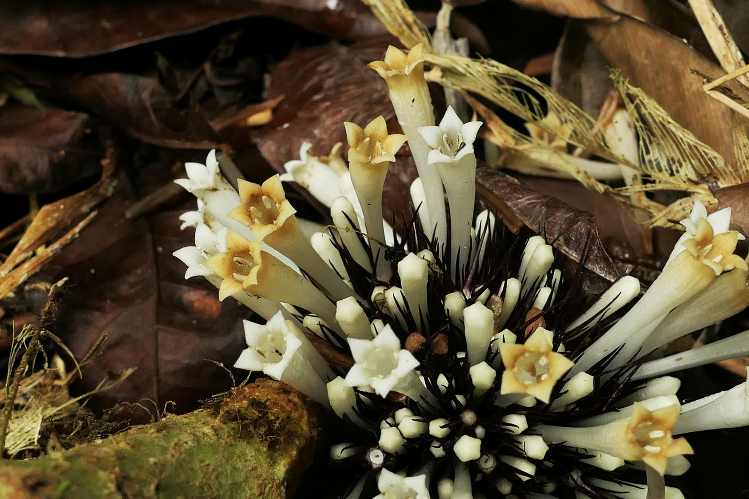 Flowers | Page 9 | Vertical Garden Patrick Blanc