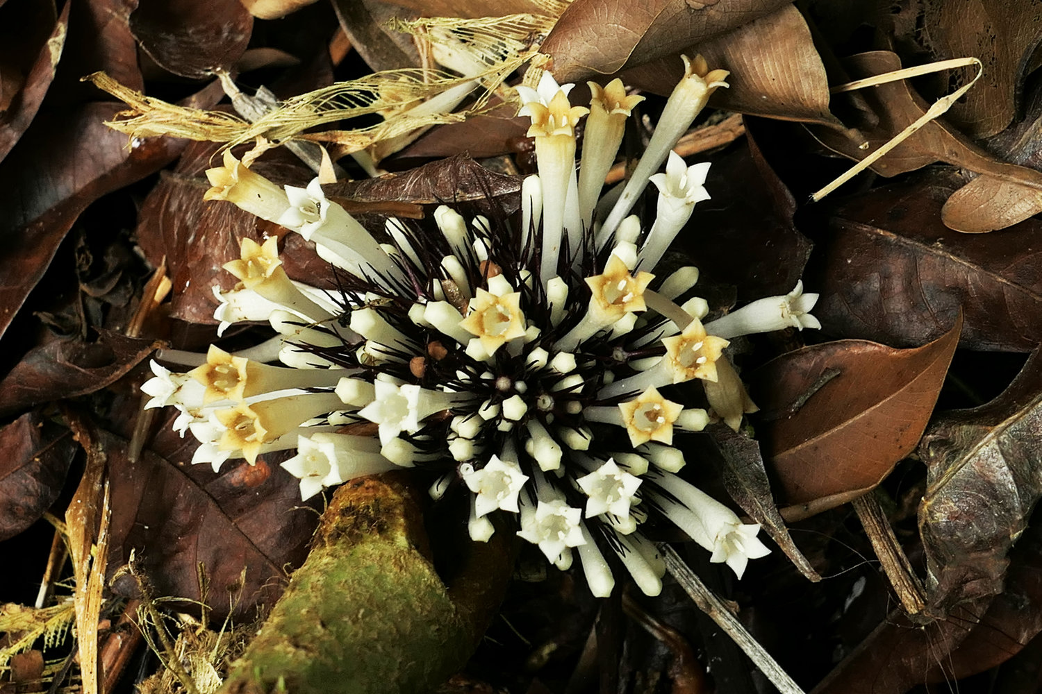 Flowers | Page 9 | Vertical Garden Patrick Blanc