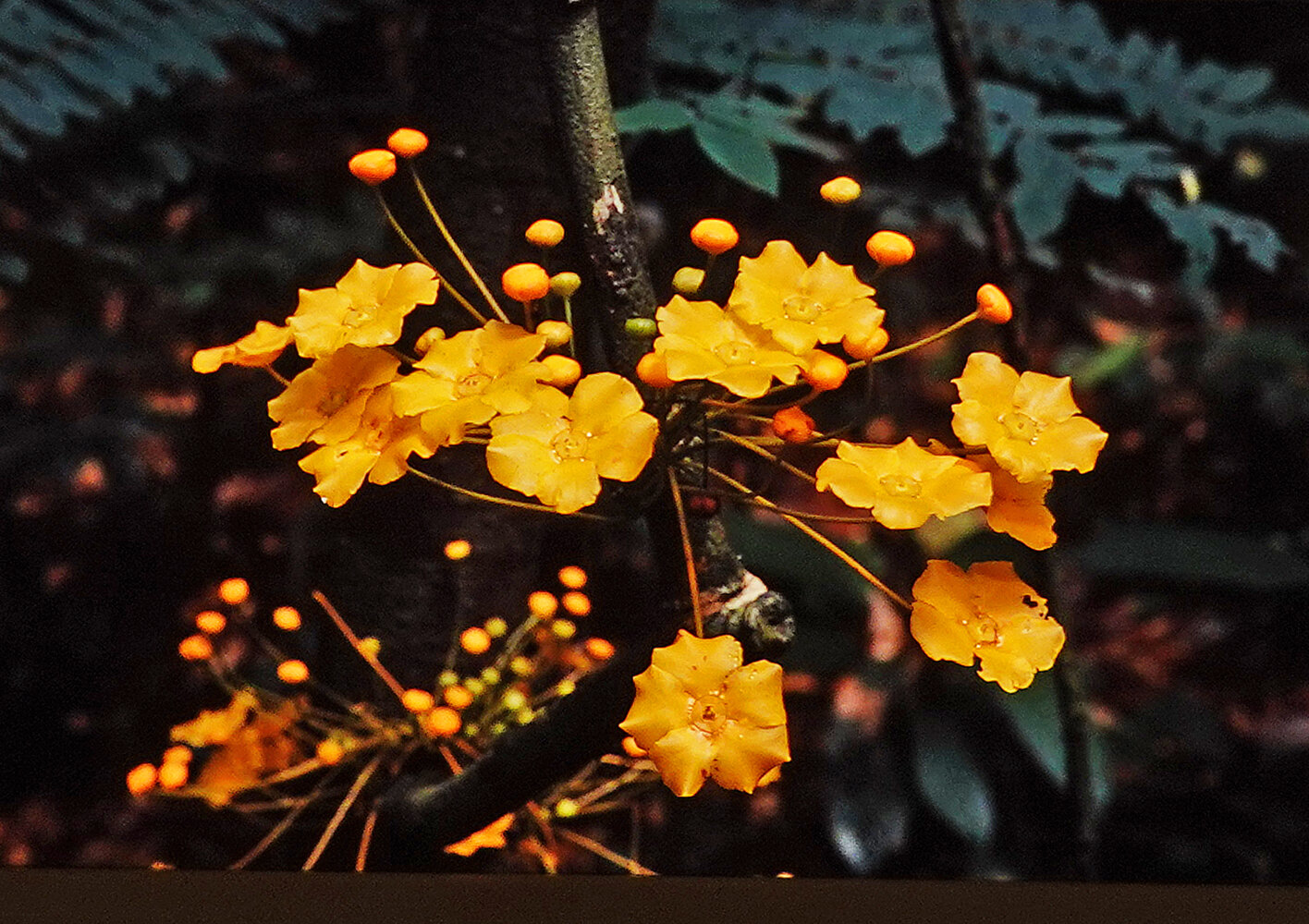 Flowers 2 | Page 7 | Vertical Garden Patrick Blanc