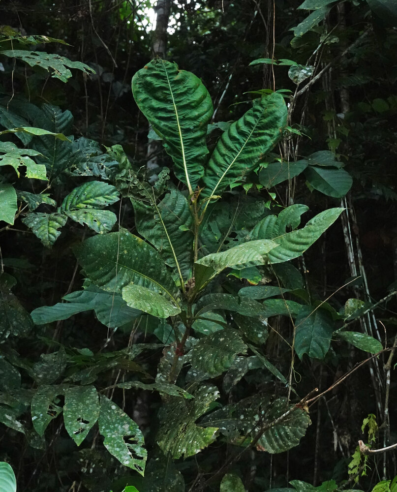 Forest Understory 6 | Page 2 | Vertical Garden Patrick Blanc