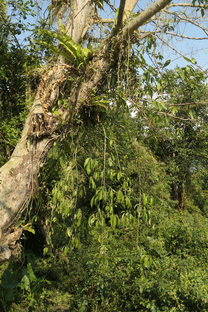 Epiphytes | Page 10 | Vertical Garden Patrick Blanc