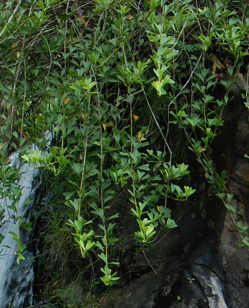 Leaf Colors and Structures 2 | Page 2 | Vertical Garden Patrick Blanc