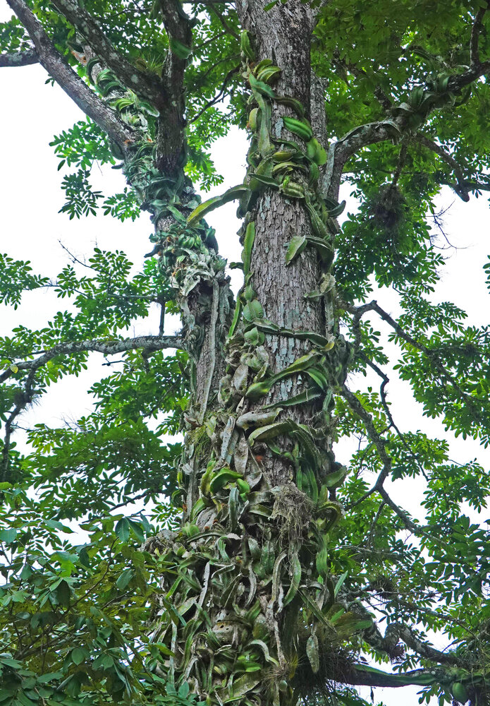 EPIPHYTES 2 | Page 5 | Vertical Garden Patrick Blanc