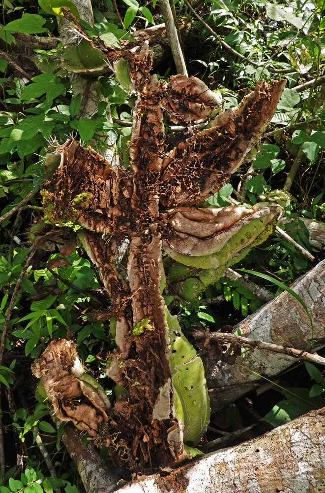 EPIPHYTES 2 | Page 5 | Vertical Garden Patrick Blanc