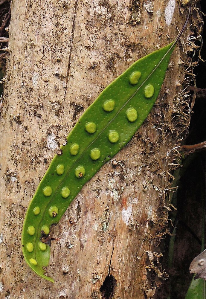 EPIPHYTES 2 | Page 9 | Vertical Garden Patrick Blanc