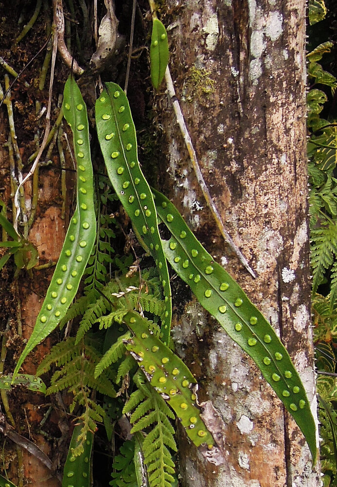 EPIPHYTES 2 | Page 9 | Vertical Garden Patrick Blanc