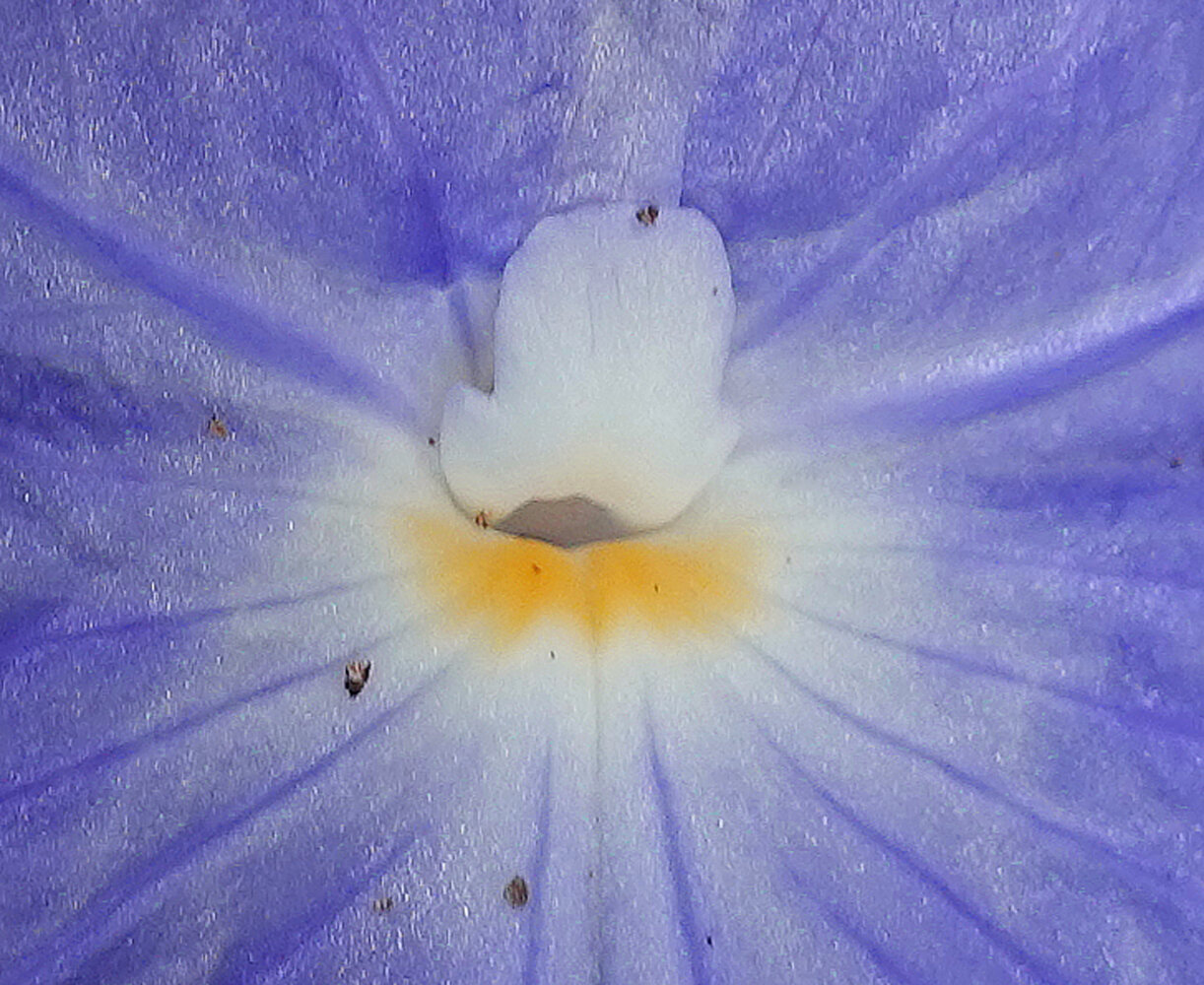 Flowers 2 | Page 8 | Vertical Garden Patrick Blanc