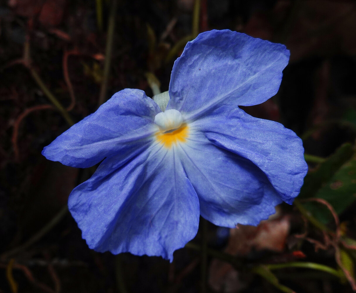 Flowers 2 | Page 8 | Vertical Garden Patrick Blanc