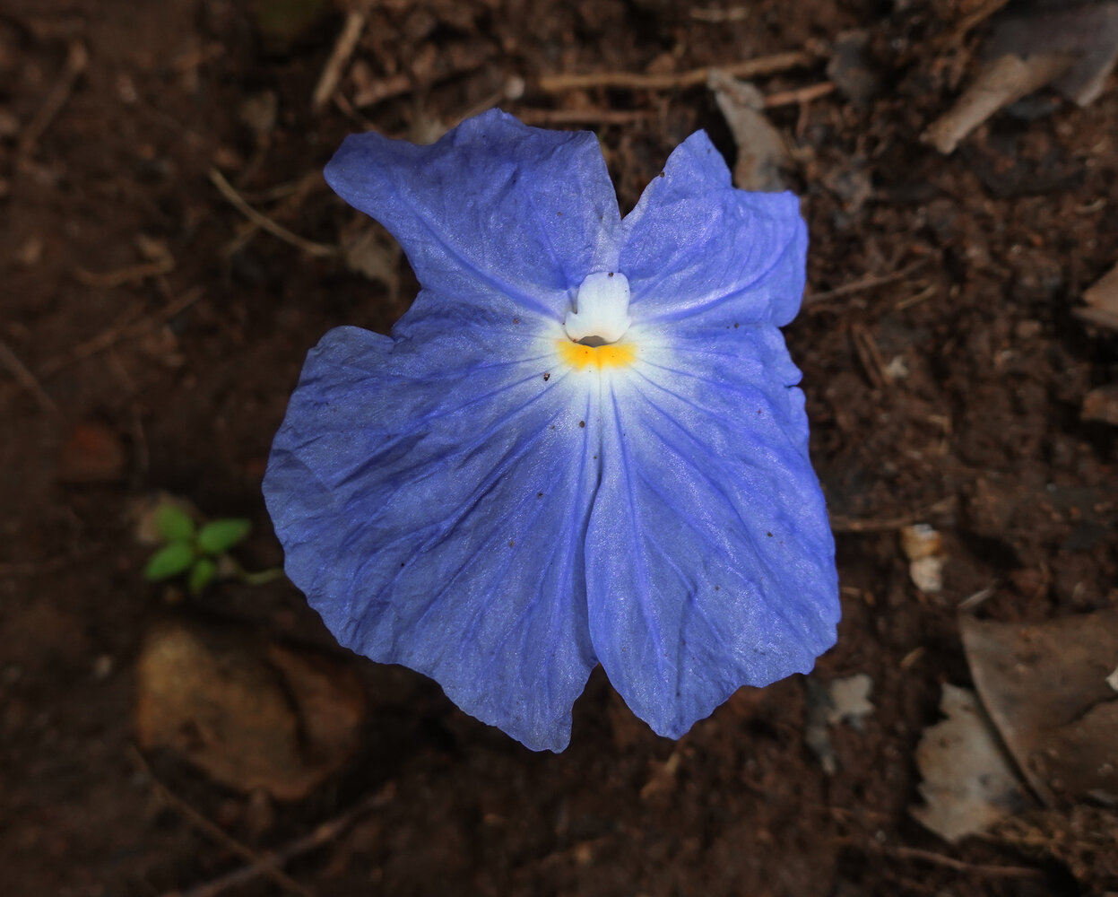 Flowers 2 | Page 8 | Vertical Garden Patrick Blanc