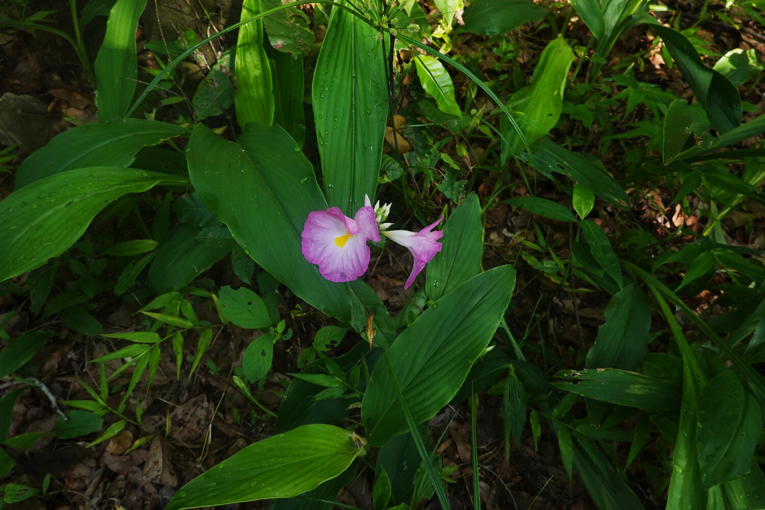 Flowers 2 | Page 8 | Vertical Garden Patrick Blanc