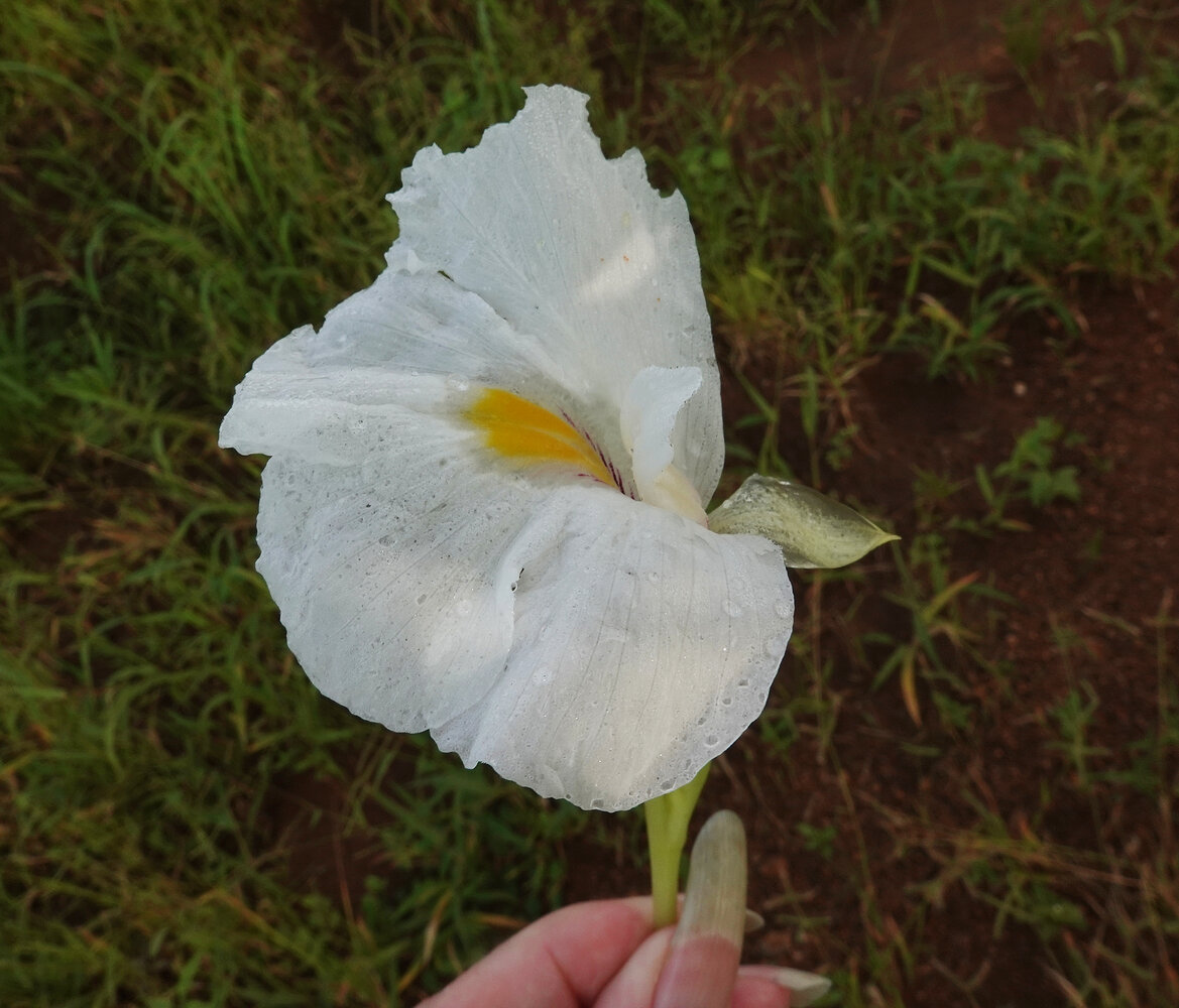 Flowers 2 | Page 8 | Vertical Garden Patrick Blanc
