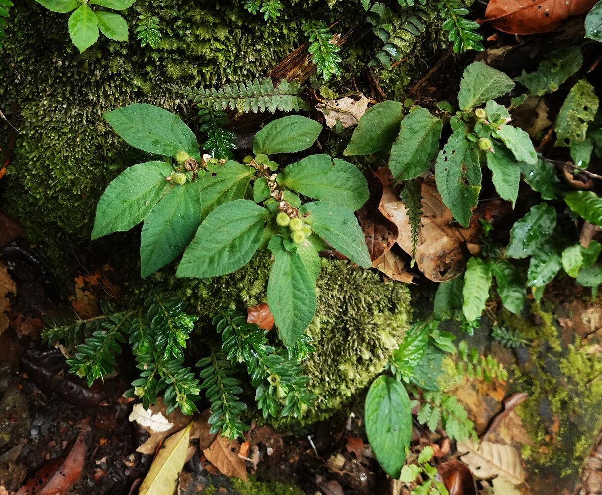 Forest Understory 6 | Page 2 | Vertical Garden Patrick Blanc