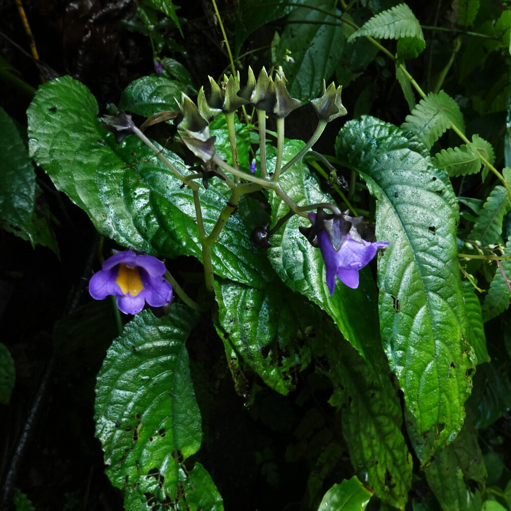 Flowers 2 | Page 5 | Vertical Garden Patrick Blanc