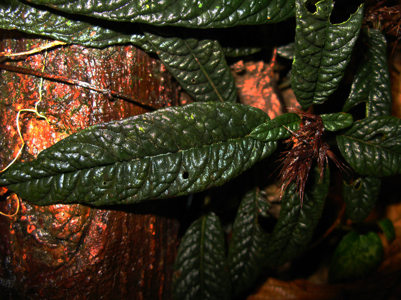 Forest Understory 6 | Page 8 | Vertical Garden Patrick Blanc