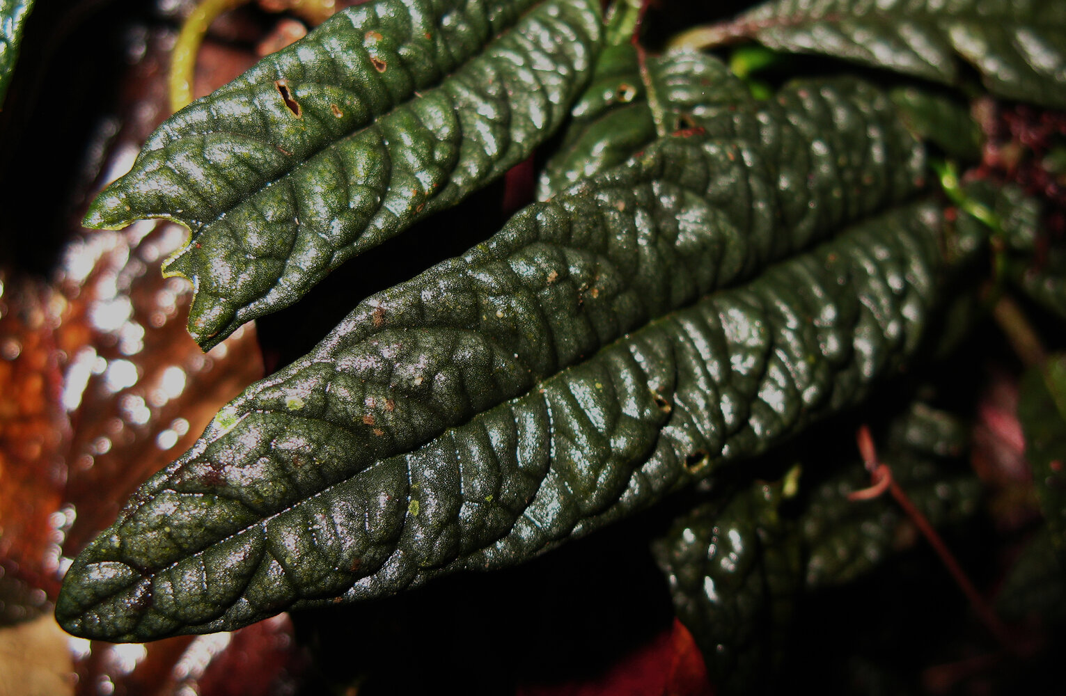 Forest Understory 6 | Page 8 | Vertical Garden Patrick Blanc