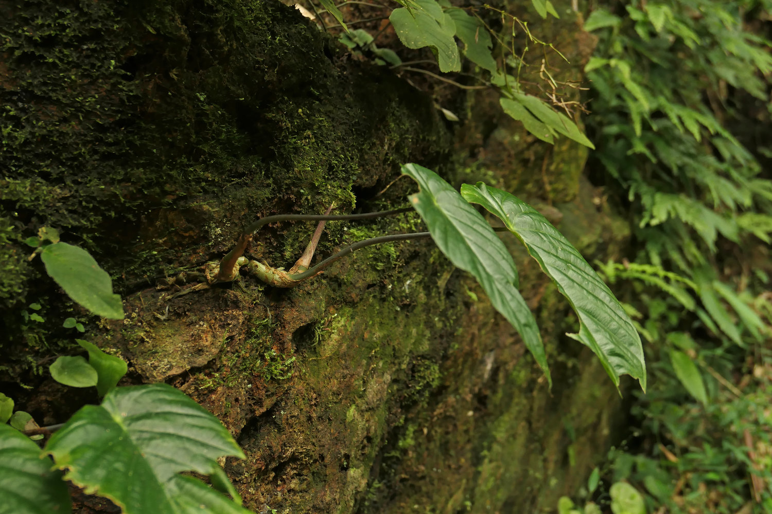 Forest Understory 2 | Page 5 | Vertical Garden Patrick Blanc