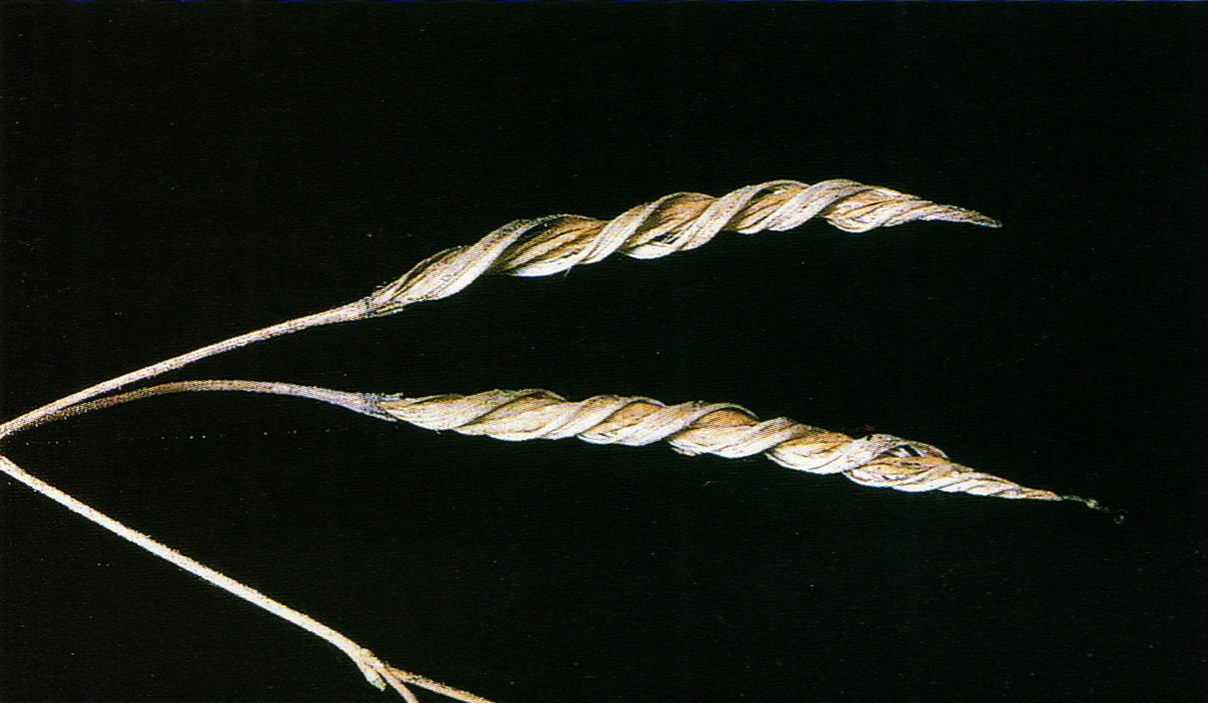 Fruits, Graines et Spores | Page 7 | Vertical Garden Patrick Blanc