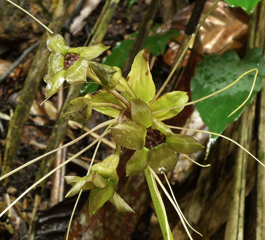 Flowers 2 | Page 5 | Vertical Garden Patrick Blanc