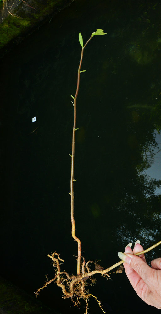 Forest Understory | Page 12 | Vertical Garden Patrick Blanc