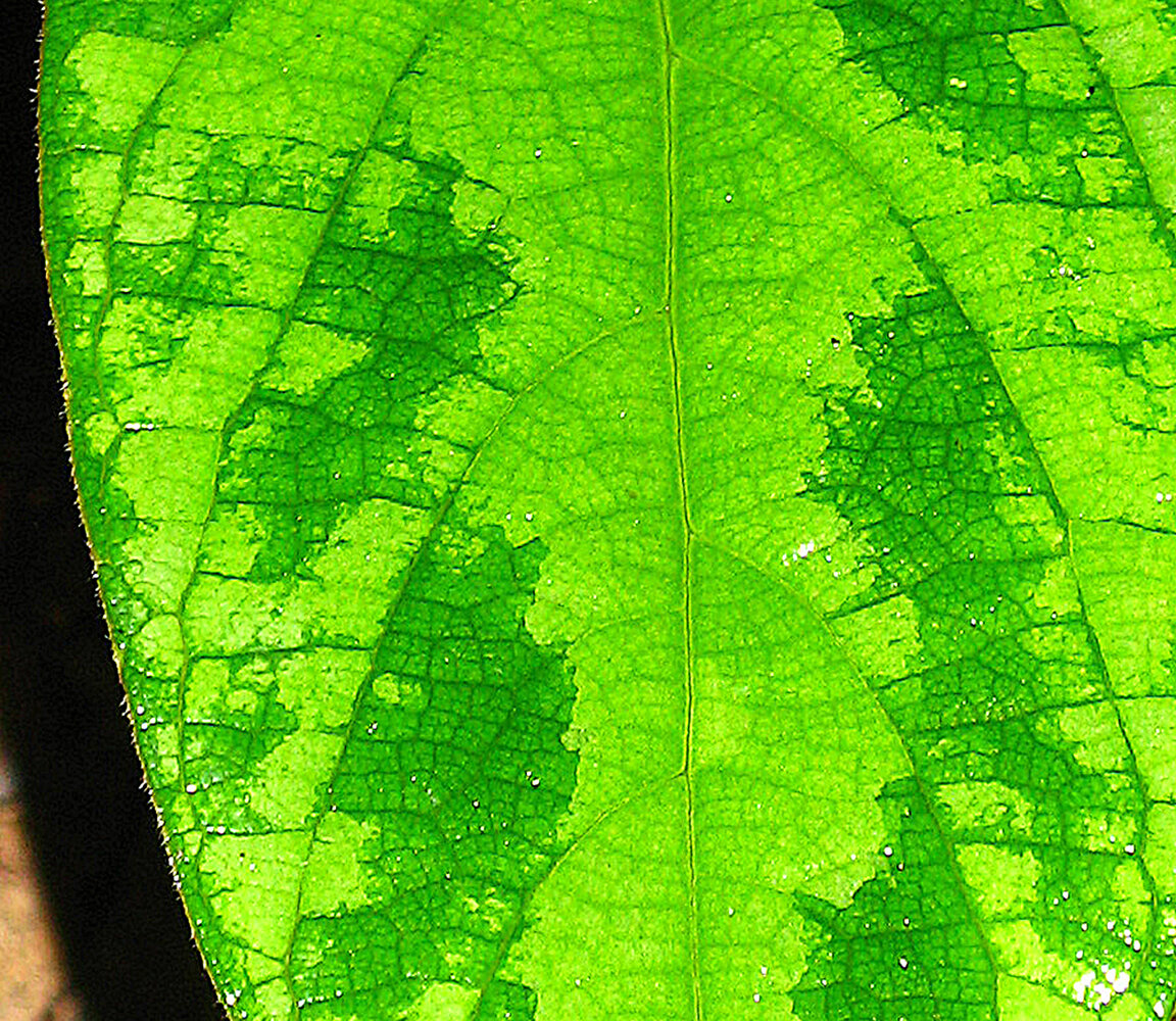 Forest Understory 6 | Page 8 | Vertical Garden Patrick Blanc