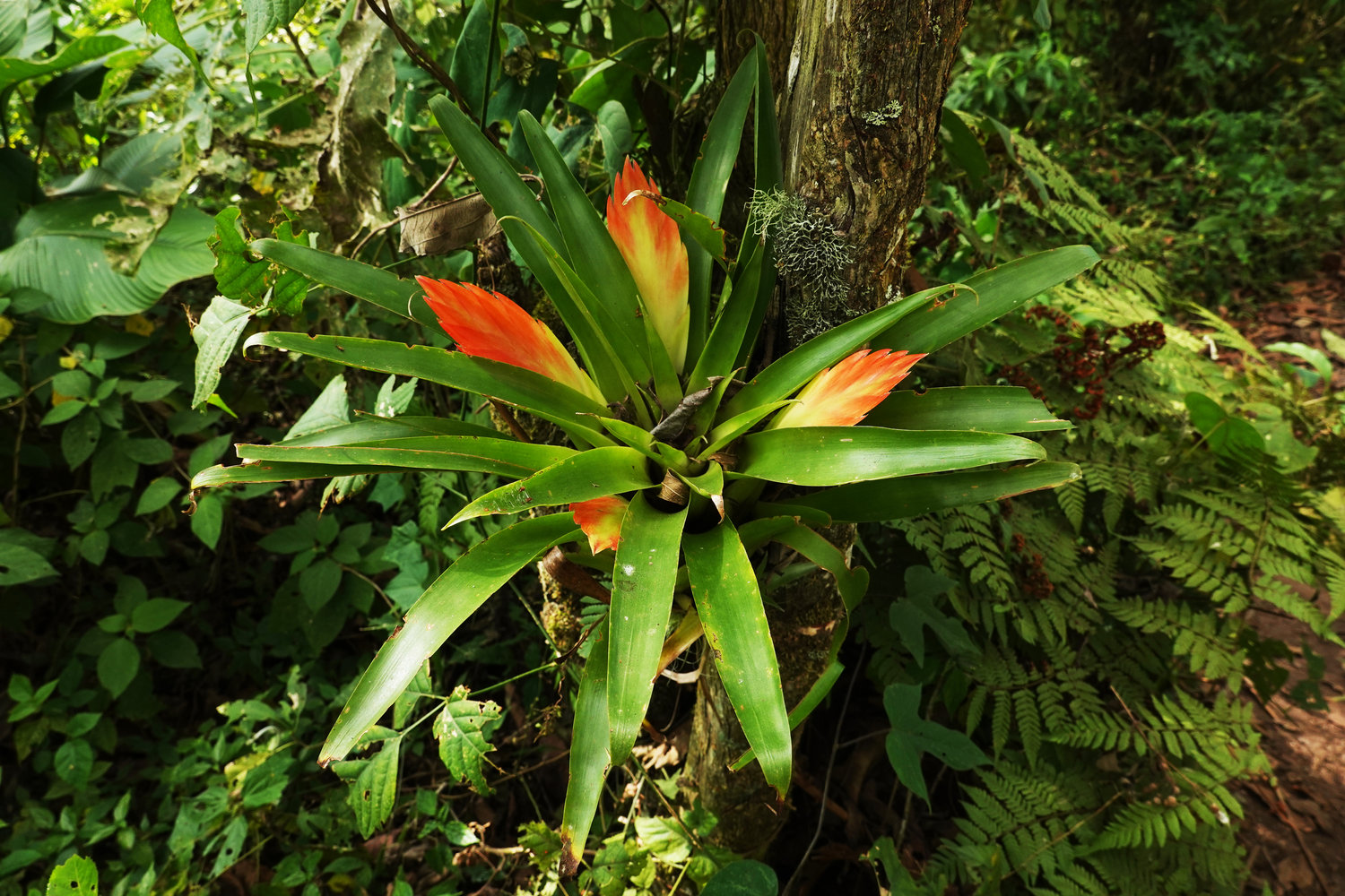 EPIPHYTES 2 | Page 5 | Vertical Garden Patrick Blanc