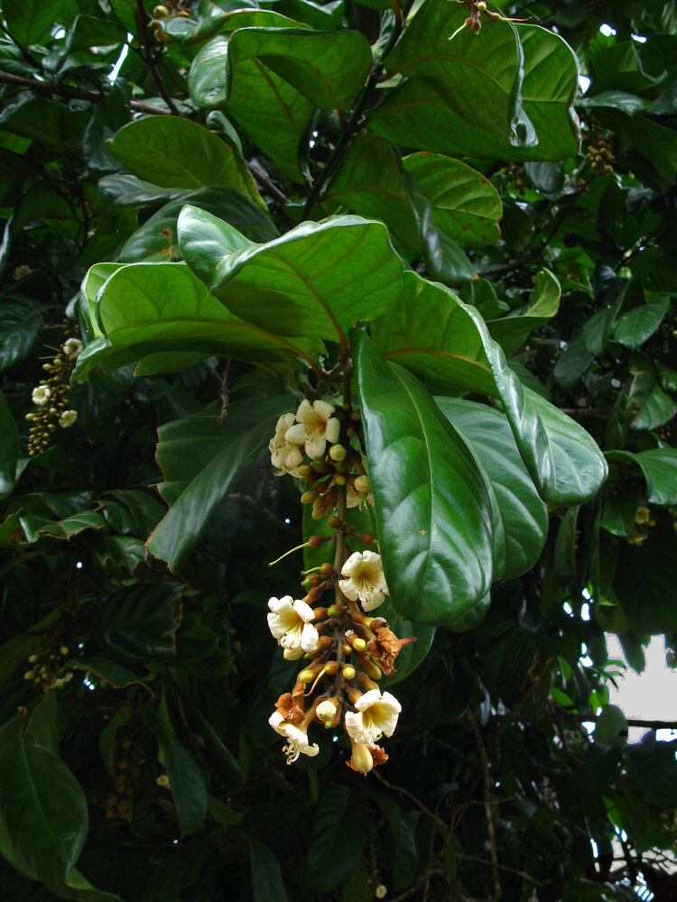 Flowers 3 | Page 3 | Vertical Garden Patrick Blanc