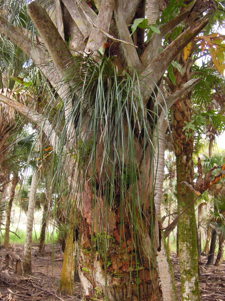 Epiphytes | Page 10 | Vertical Garden Patrick Blanc
